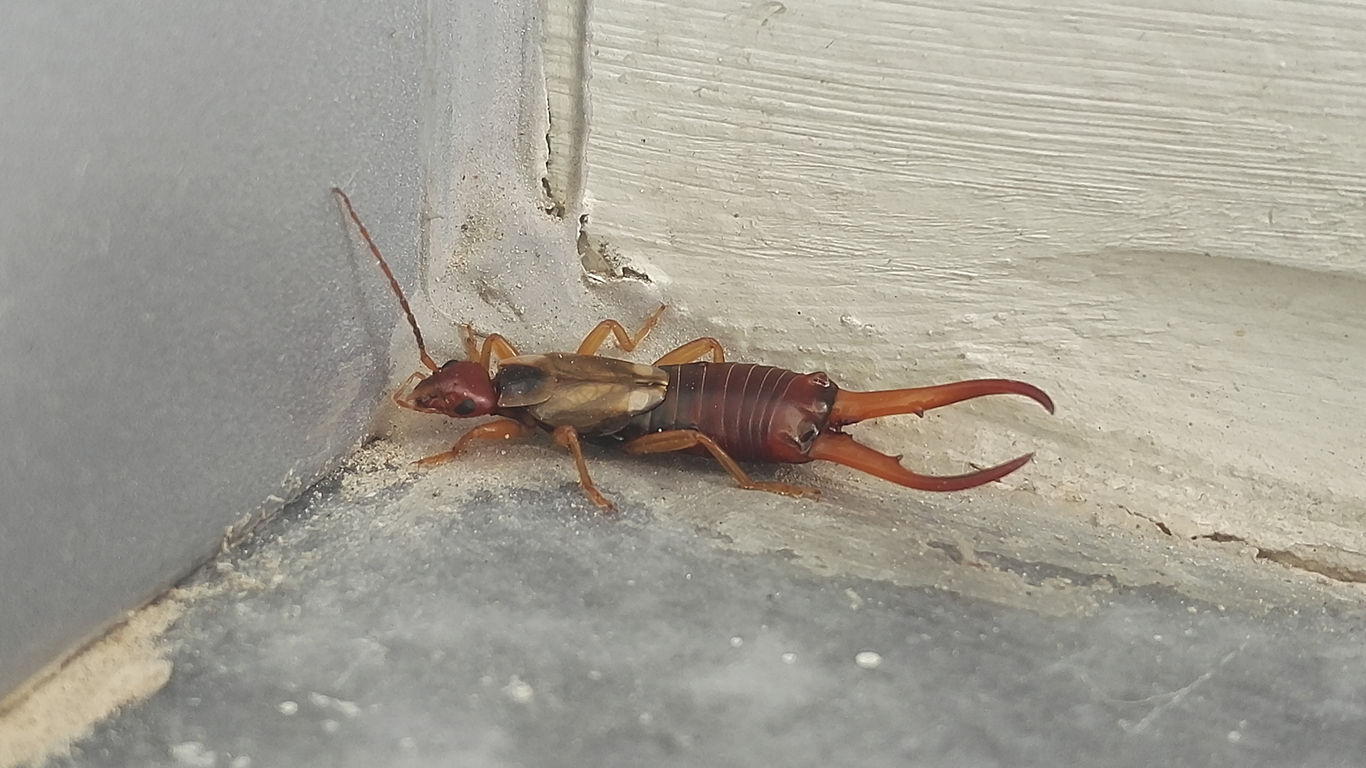 How to Get Rid of Earwigs, According to Pest Experts — Best Life