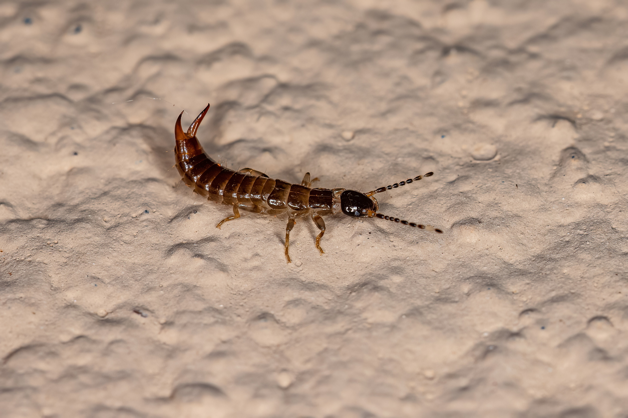 How to Get Rid of Earwigs, According to Pest Experts — Best Life