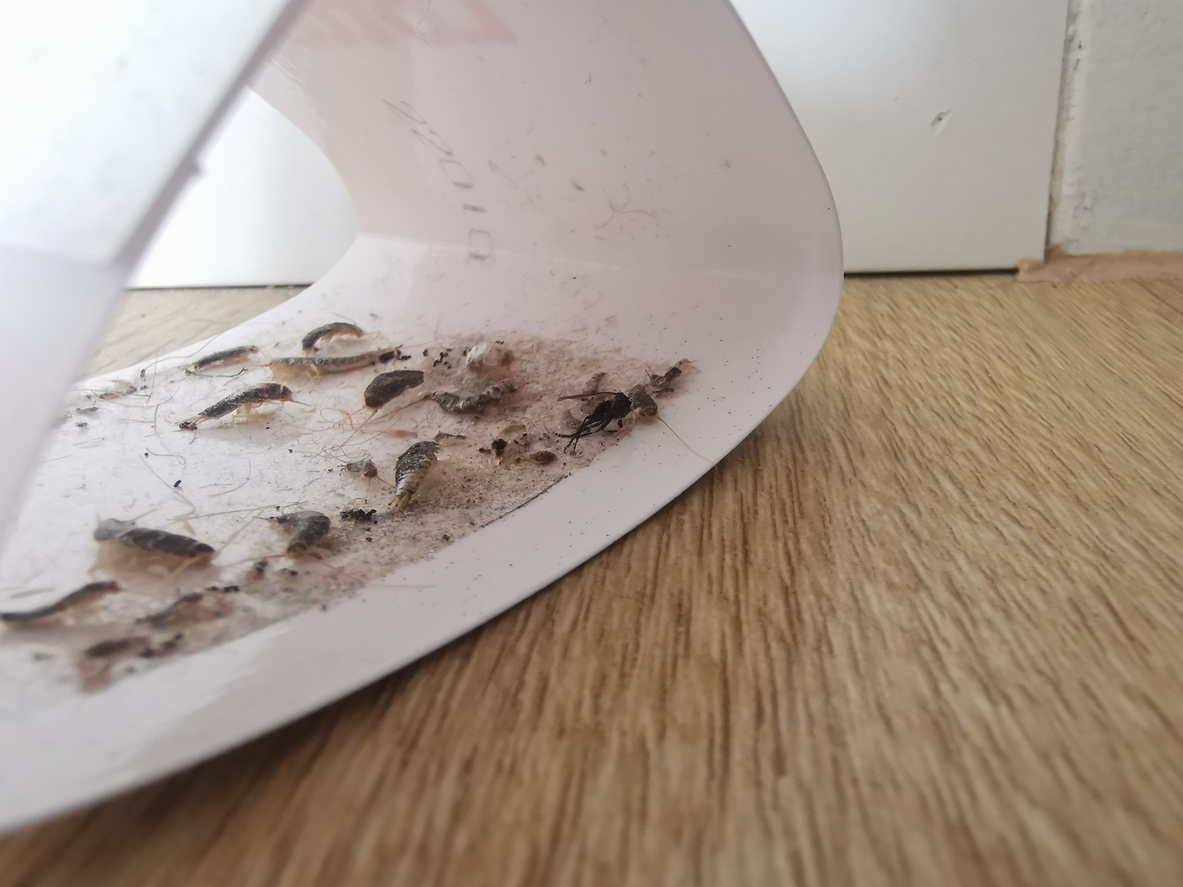 How to Get Rid of Earwigs, According to Pest Experts — Best Life