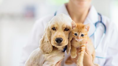 9 Ways to Save Money on Pet Care, According to Financial Experts — Best ...
