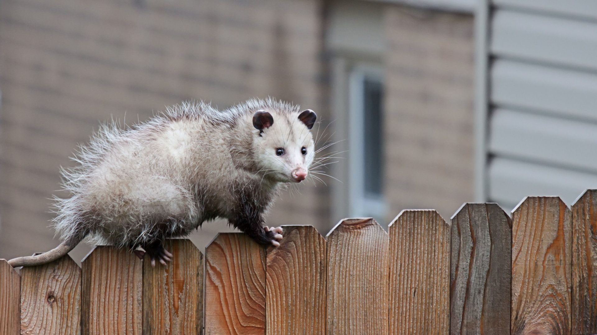 How to Get Rid of Possums in Your Yard, According to Pest Experts ...