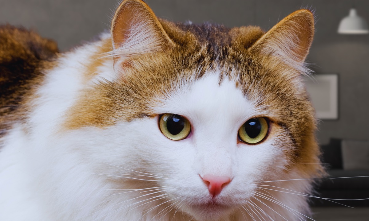 8 Large Cat Breeds You’ll Fall in Love With — Best Life