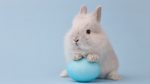 15 Incredible Easter Bunny Facts You Never Knew