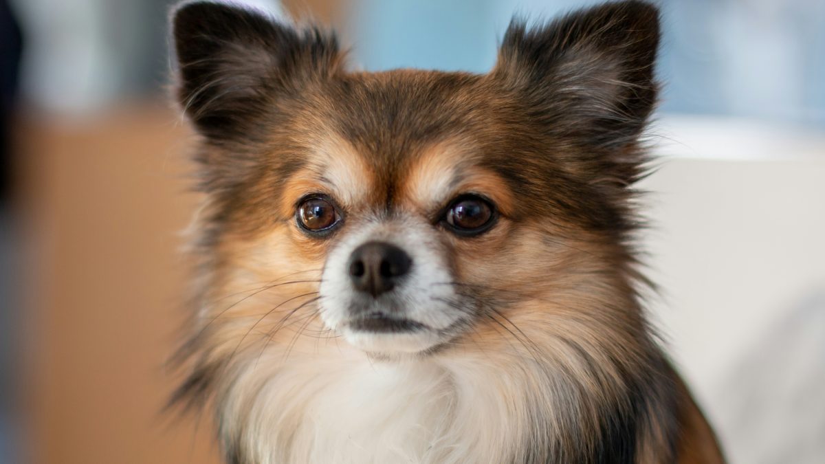 The World's Most Beautiful Dog Breeds, According to Experts