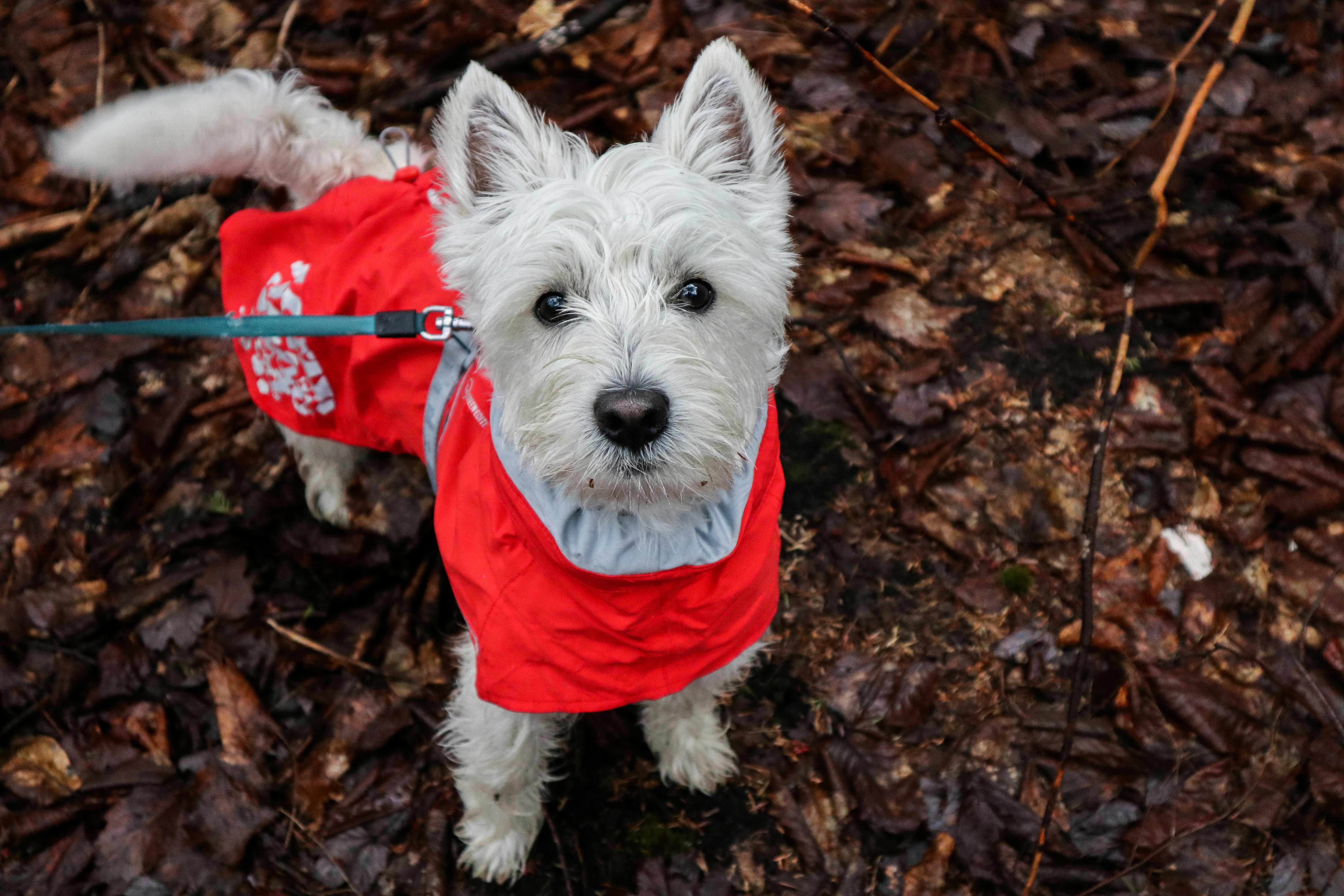 The World's Most Beautiful Dog Breeds, According to Experts