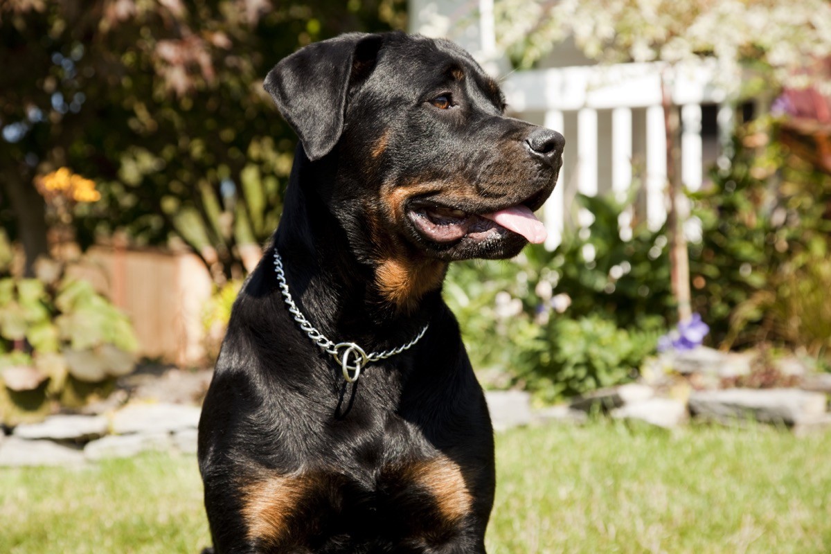 The World's Most Beautiful Dog Breeds, According to Experts