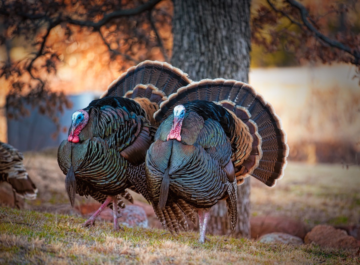 30 Thanksgiving Facts You Probably Didn't Know