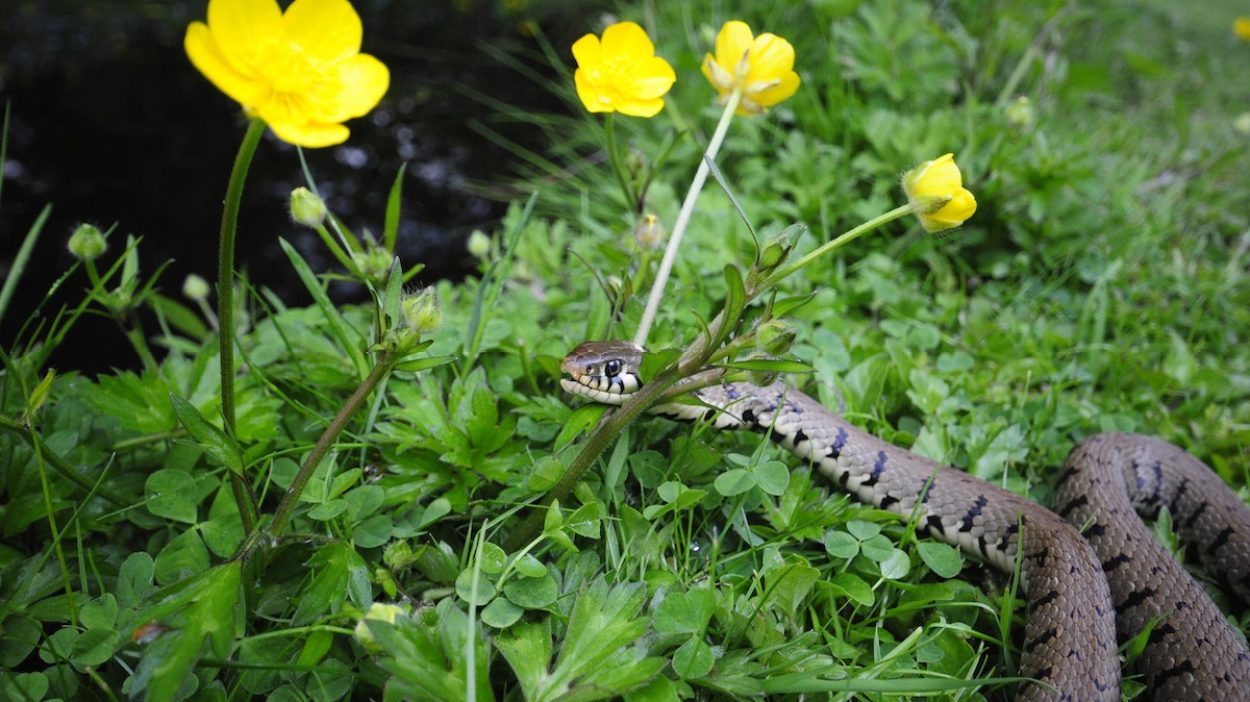 12 Common Snake-Repellent Plants