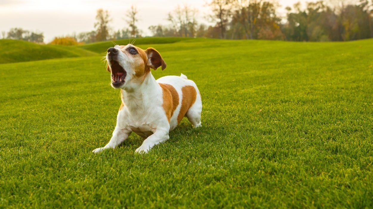 Top 10 Dog Breeds That Bark the Most, Veterinarians Say