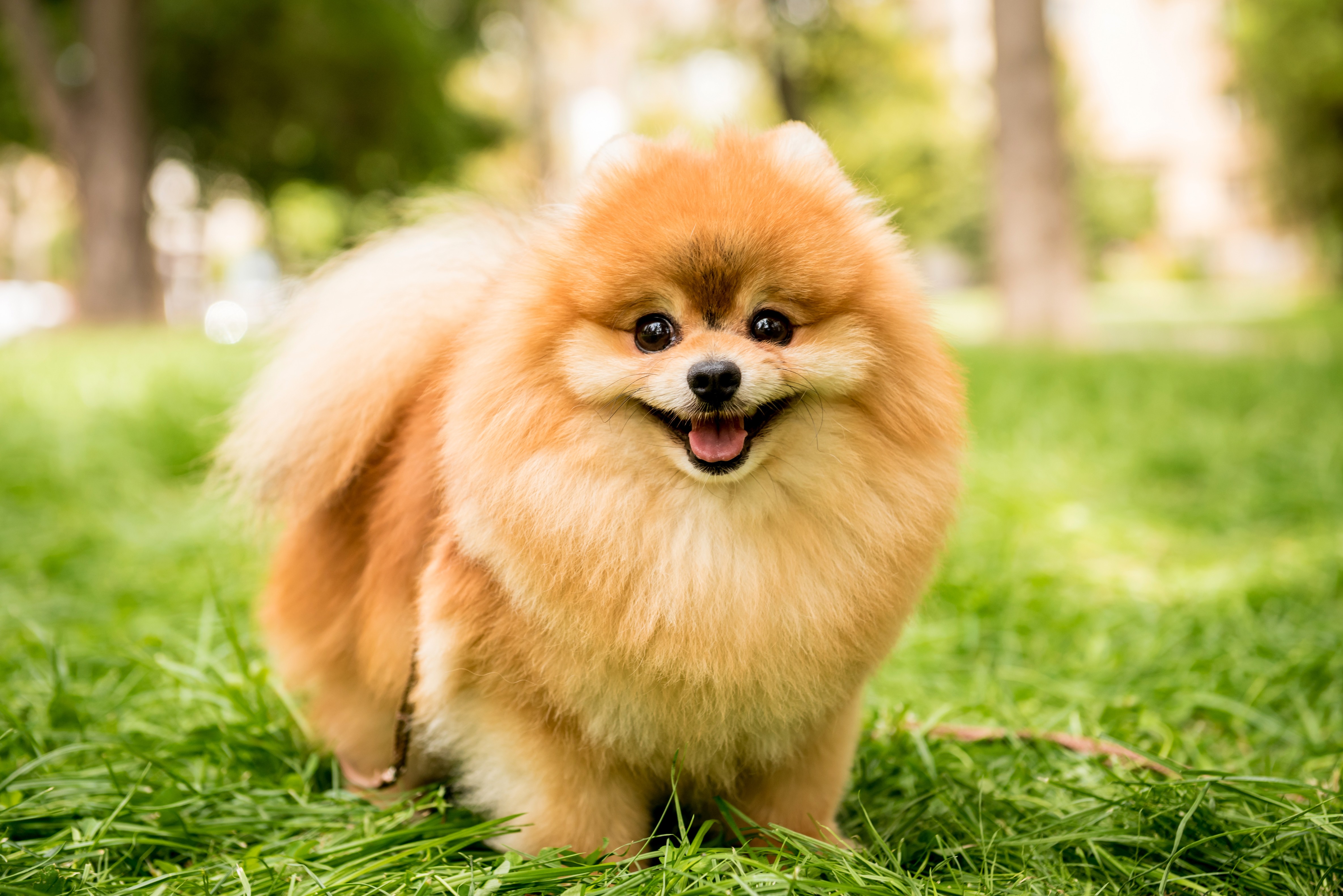 10 Best Fluffy Dog Breeds, According to Veterinarians — Best Life