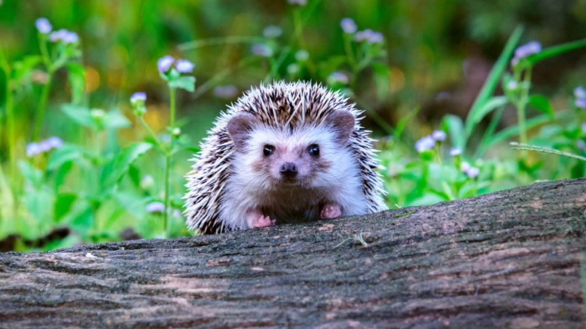 7 Best Exotic Pets to Own This Year, Say Animal Experts