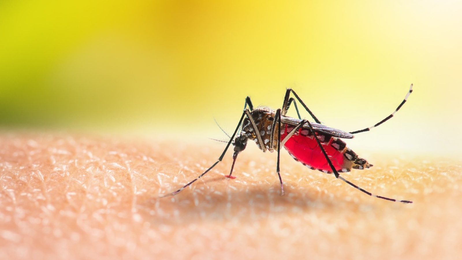These 38 States Now Reporting Cases of "Dangerous" Mosquito-Borne Virus