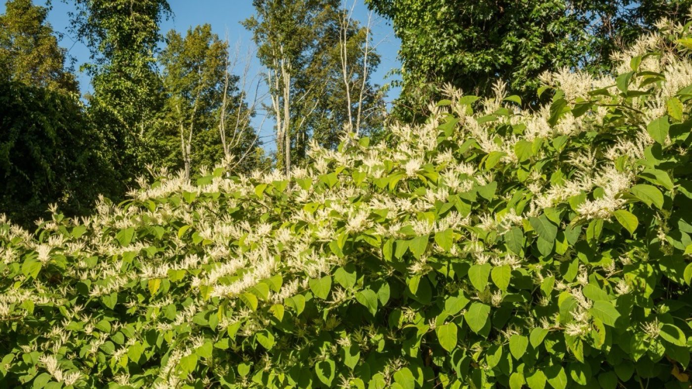 Japanese Knotweed Can Wreak Havoc on Your Home—Dig It Up Now