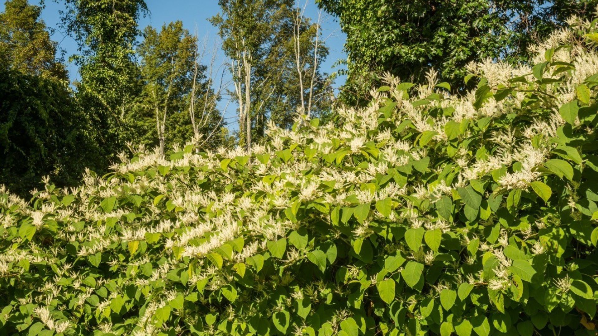 Japanese Knotweed Can Wreak Havoc on Your Home—Dig It Up Now