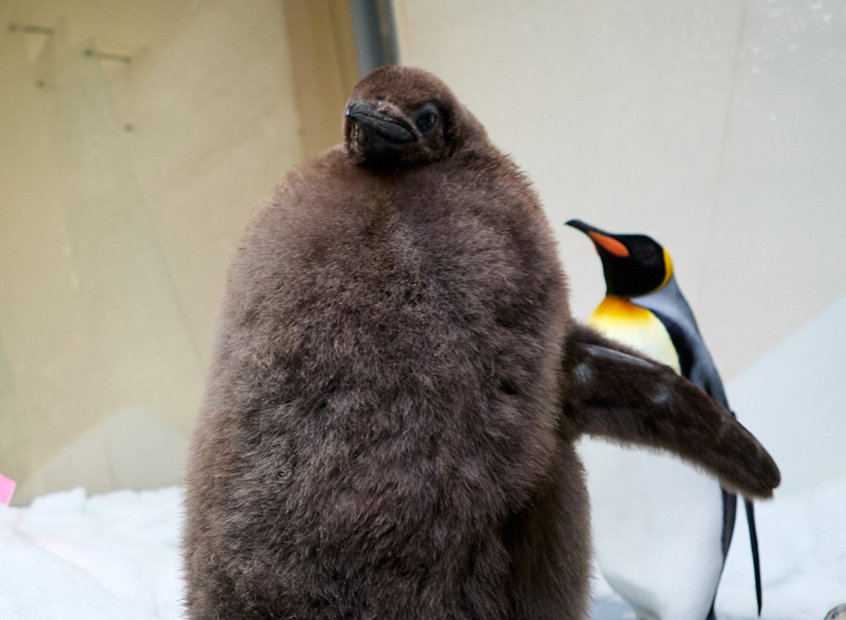 Pesto the Penguin: Meet the Biggest Baby at Sea Life Melbourne