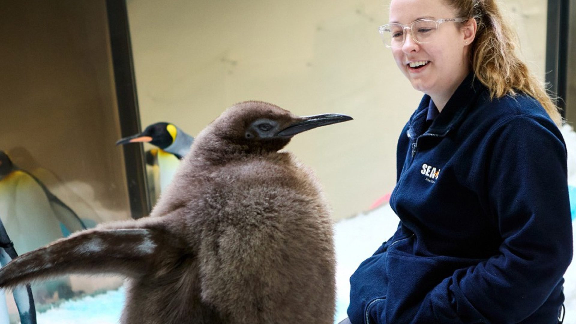 Pesto the Penguin: Meet the Biggest Baby at Sea Life Melbourne