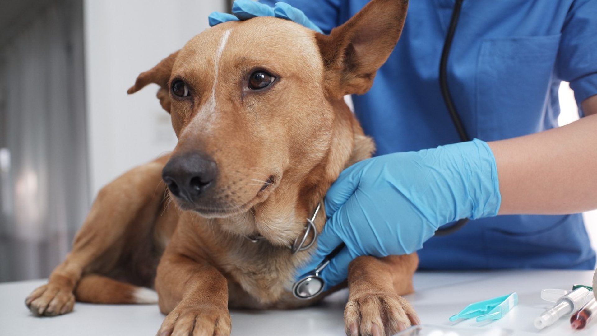 Common Dog Pain Drug Librela Can Cause Serious Side Effects