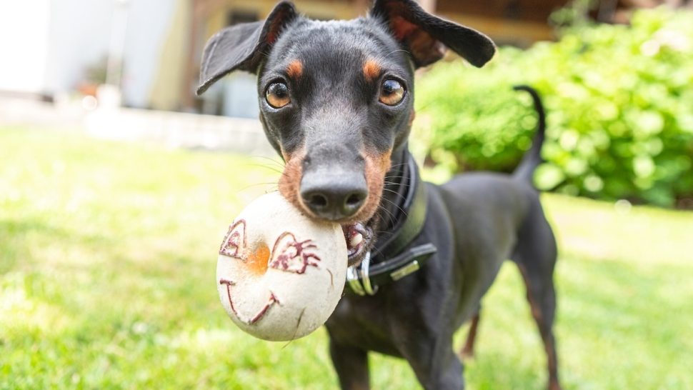 Veterinarian Nurse Reveals the 5 Sassiest Dog Breeds