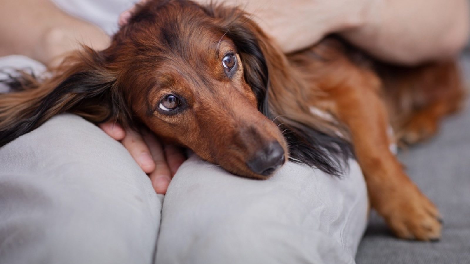 8 Dog Breeds With the Worst Health Problems, Experts Say