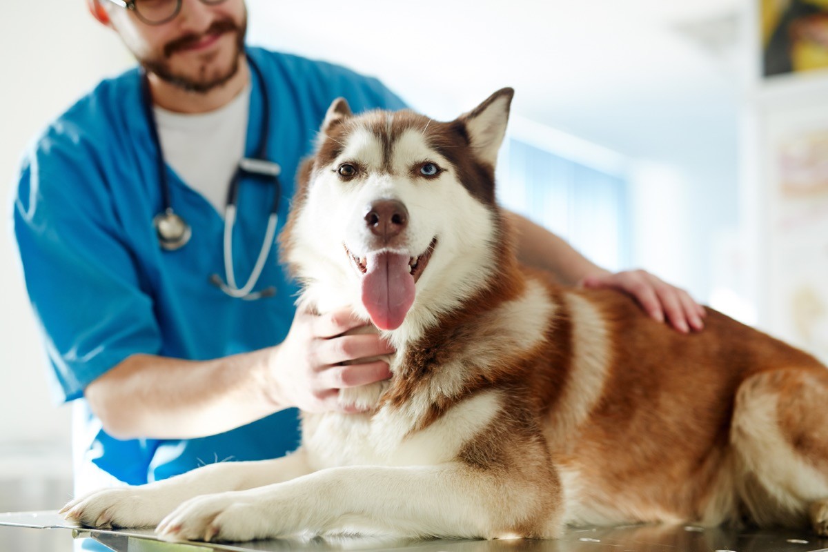 8 Dog Breeds With the Worst Health Problems, Experts Say