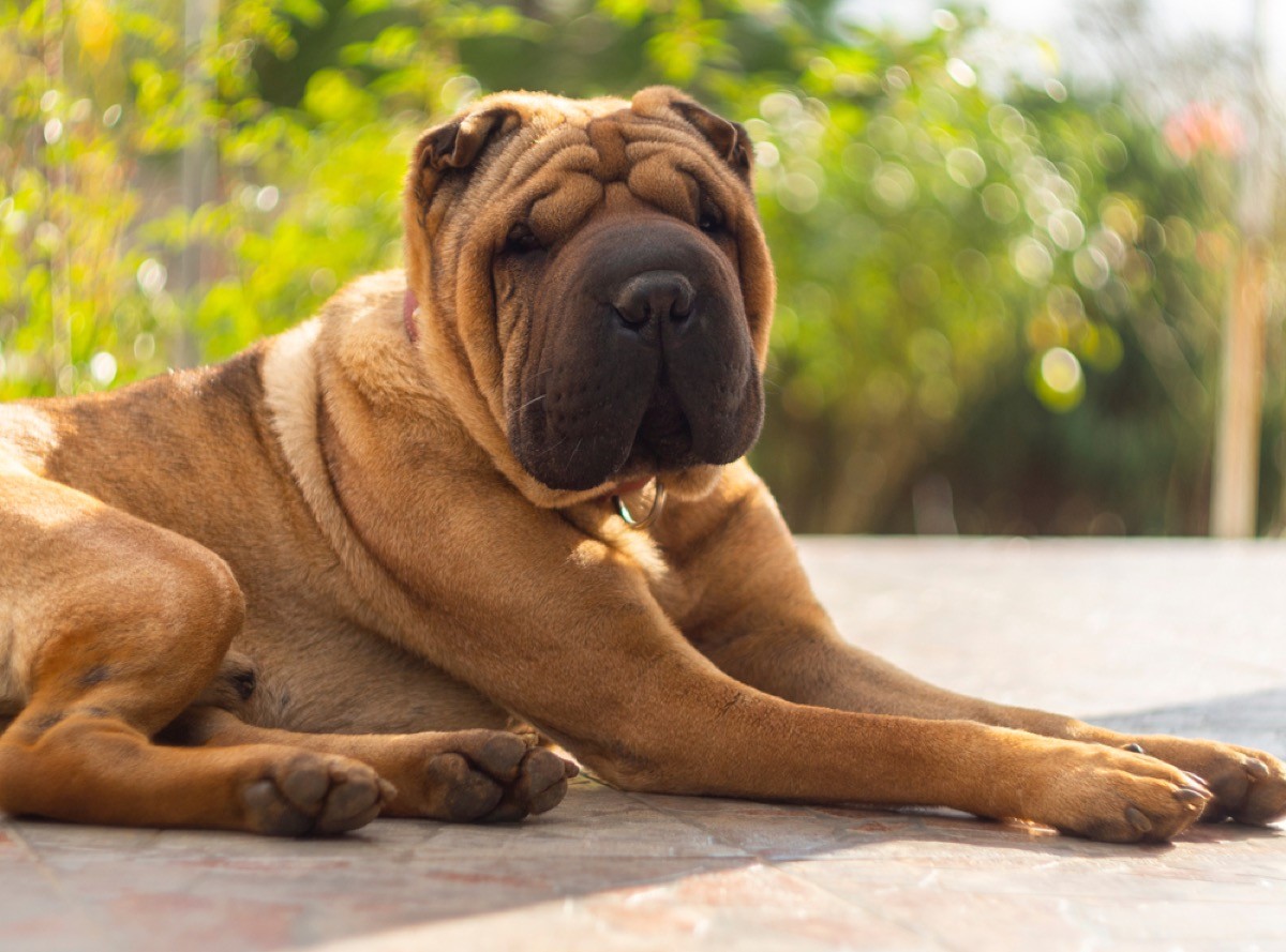 8 Dog Breeds With the Worst Health Problems, Experts Say