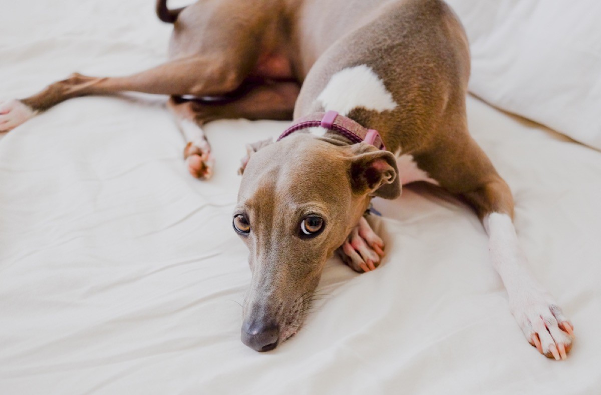 8 Dog Breeds With the Worst Health Problems, Experts Say