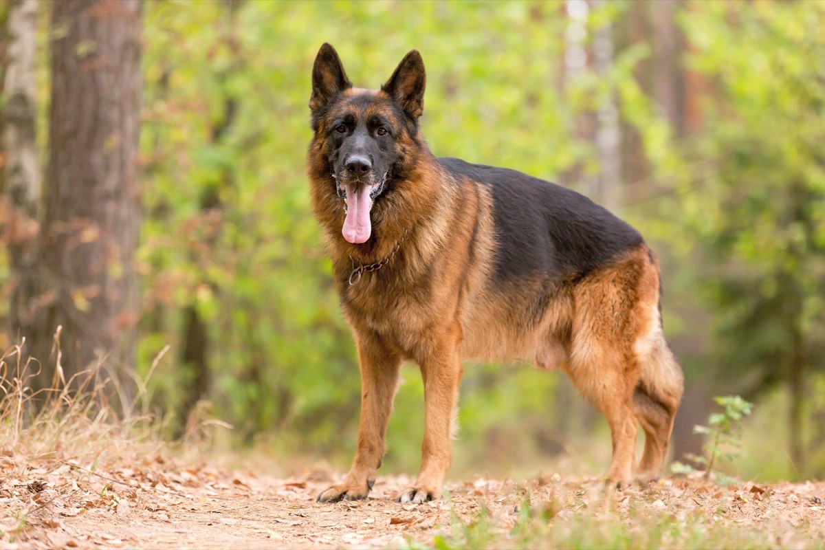 8 Dog Breeds With the Worst Health Problems, Experts Say