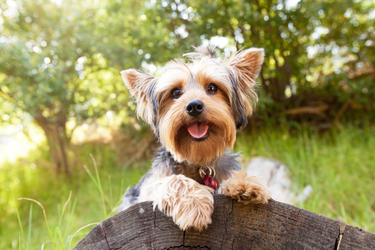 8 Dog Breeds With the Worst Health Problems, Experts Say