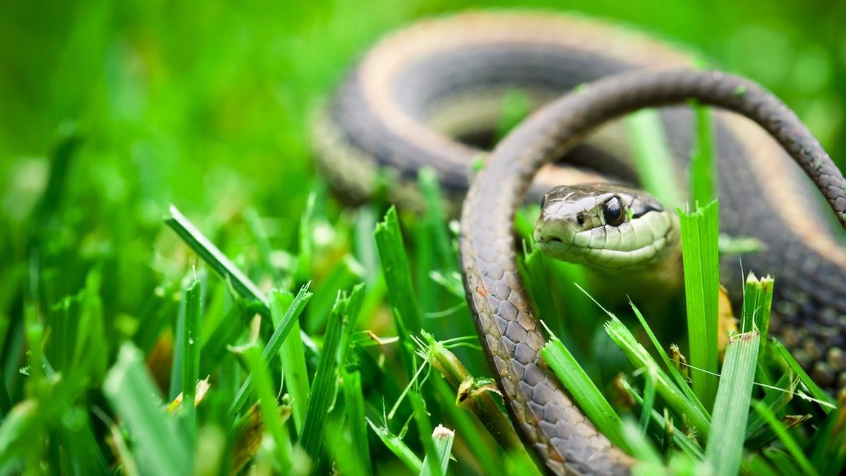 10 Things in Your Yard That Attract Snakes to Your Home