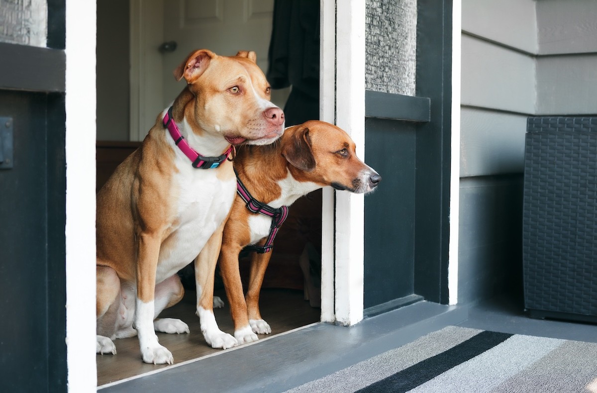 See a Paw Print Sticker on Your Mailbox? Don't Touch It