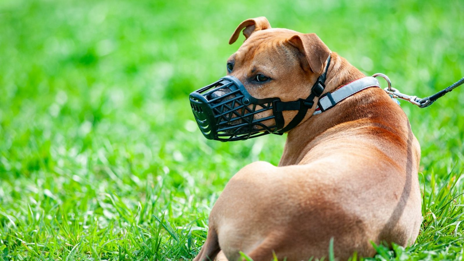 The 10 Most Dangerous Dog Breeds, Study Reveals