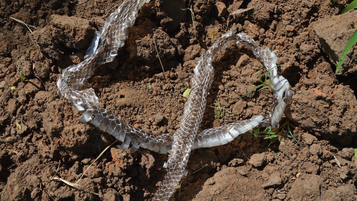Top 10 Signs Snakes Are in Your Yard—And How to Get Rid of Them