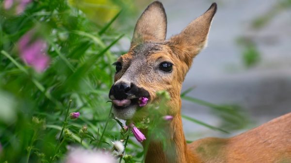 7 Plants That Attract Deer to Your Yard, Experts Say