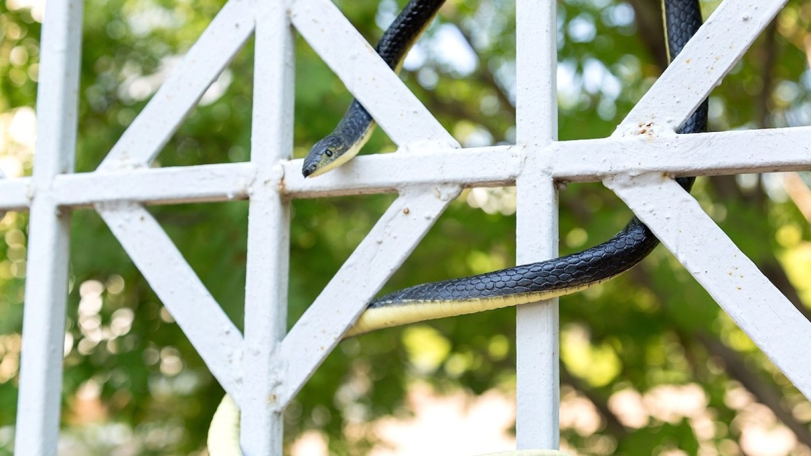Experts Warn 3 Snakes Can Climb Fences and Walls