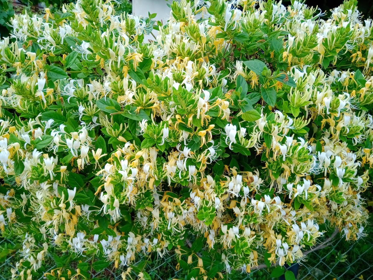 23 Poisonous Backyard Plants That Are Dangerous to Humans and Pets