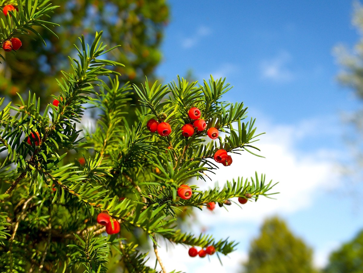 23 Poisonous Backyard Plants That Are Dangerous to Humans and Pets