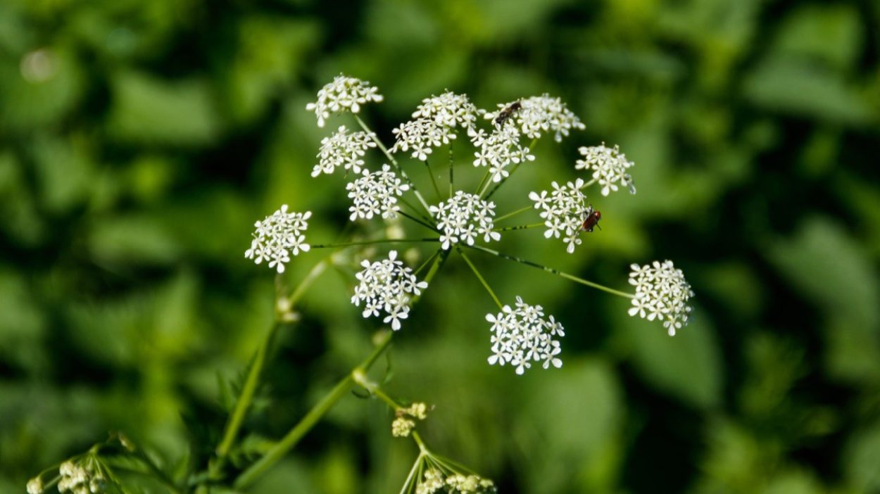 23 Poisonous Backyard Plants That Are Dangerous to Humans and Pets