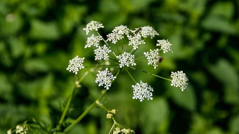 23 Poisonous Backyard Plants That Are Dangerous to Humans and Pets