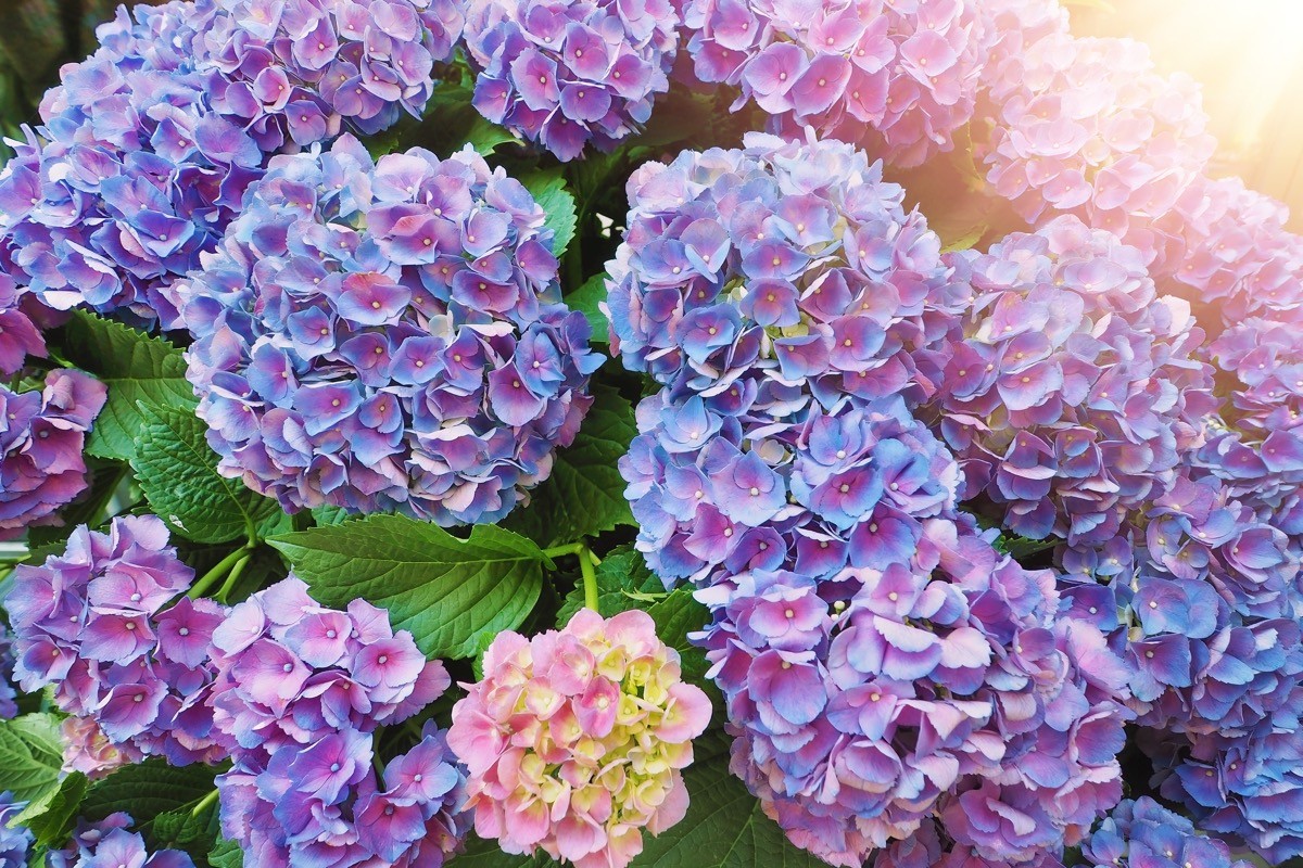 23 Poisonous Backyard Plants That Are Dangerous to Humans and Pets