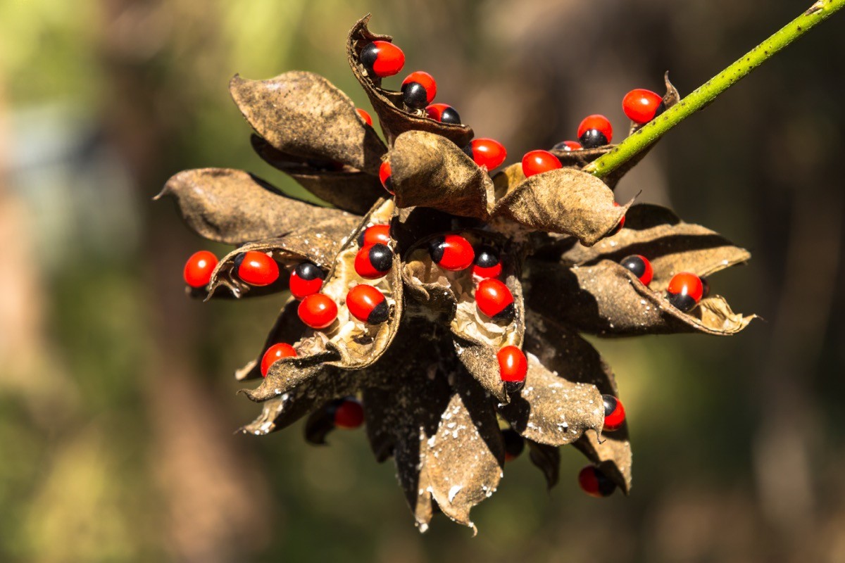 23 Poisonous Backyard Plants That Are Dangerous to Humans and Pets