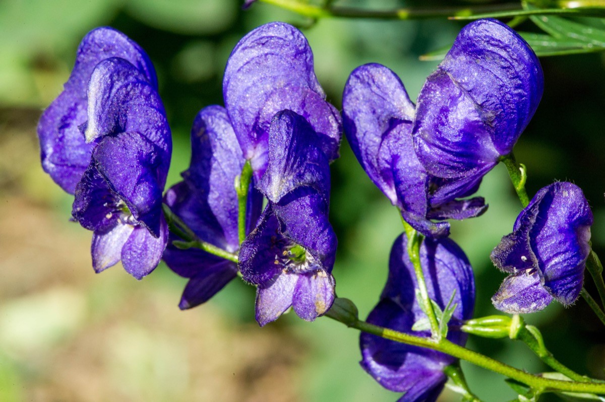 23 Poisonous Backyard Plants That Are Dangerous to Humans and Pets