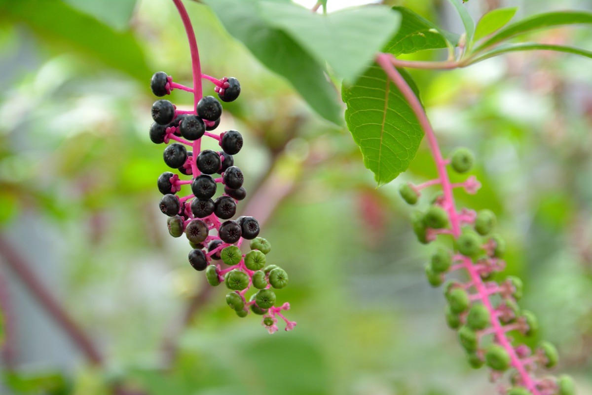 23 Poisonous Backyard Plants That Are Dangerous to Humans and Pets