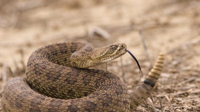 Venomous Snakes by State: Updated 2025 Guide