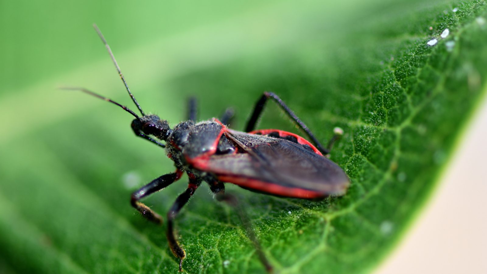 Chagas Disease-Carrying Kissing Bugs Are in the U.S. — Best Life