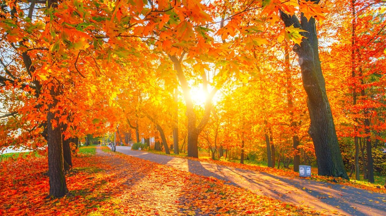 7 Best Fall Foliage Trees to Peep in Your Region — Best Life