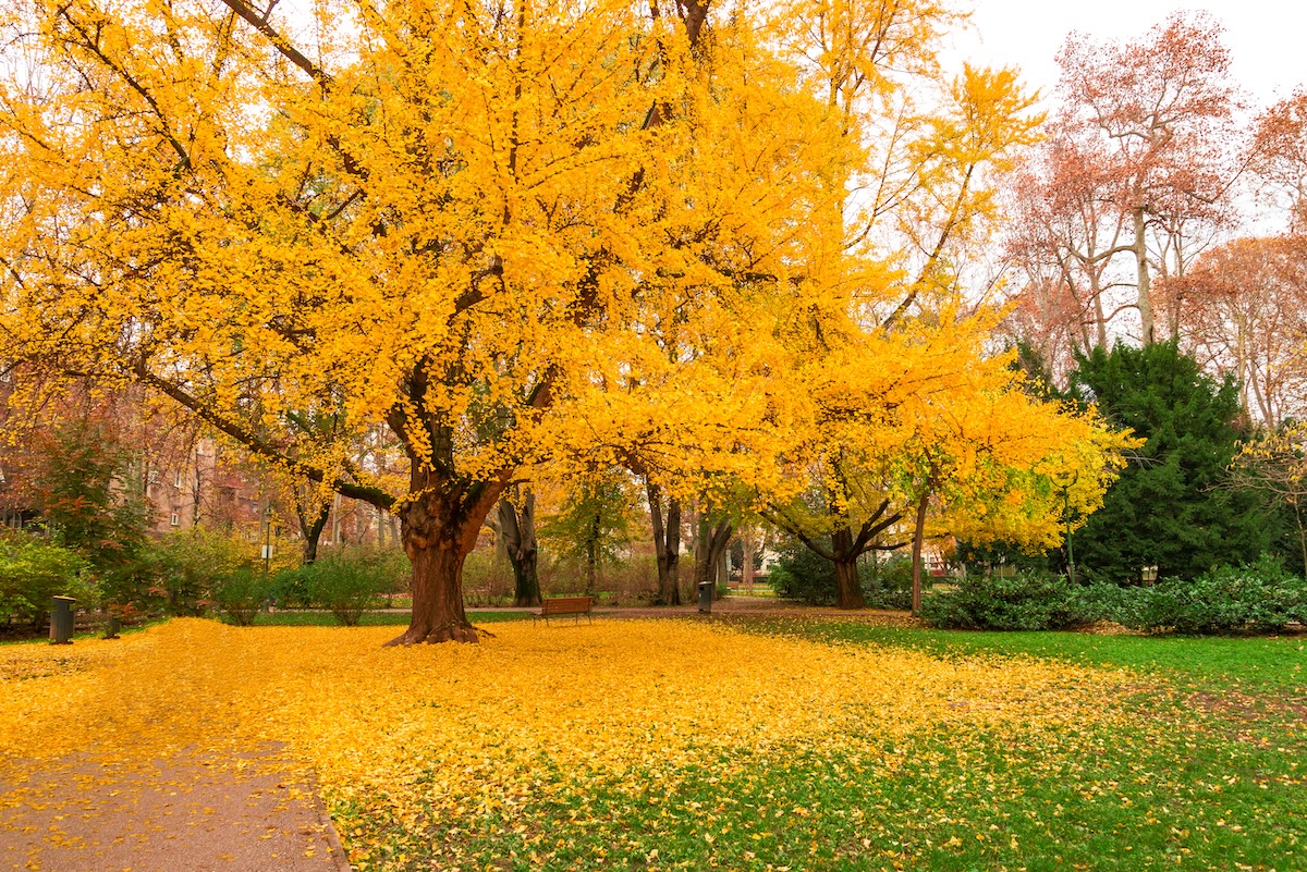 7 Best Fall Foliage Trees to Peep in Your Region — Best Life