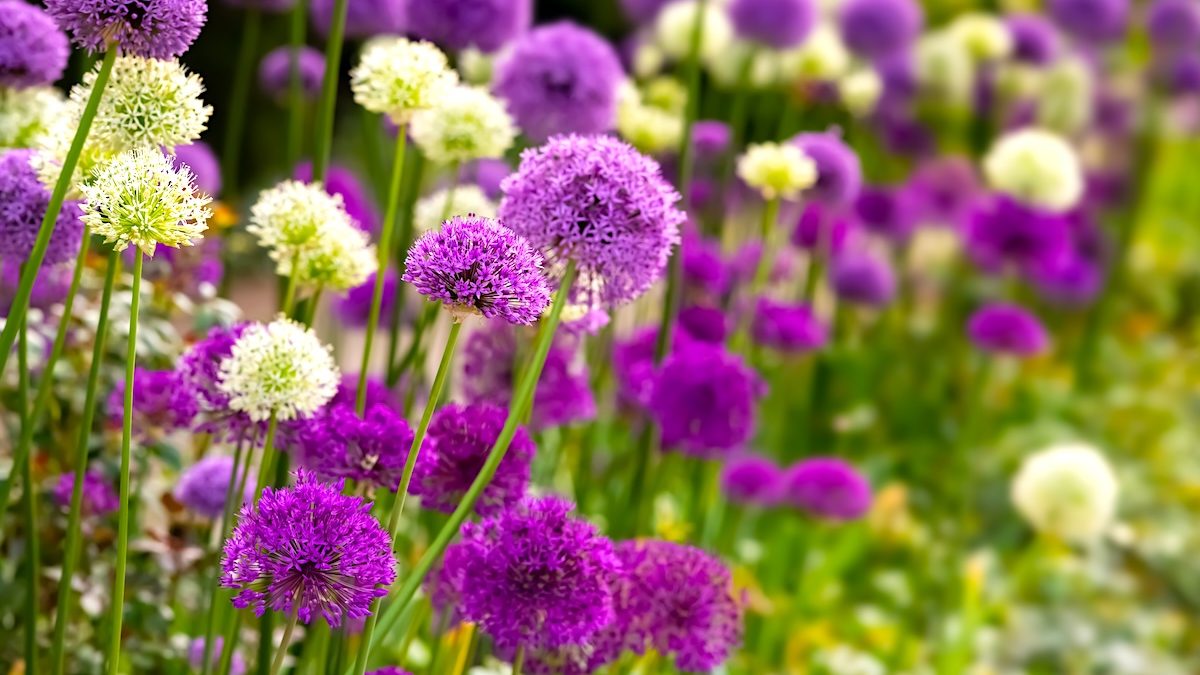 Why You Should Plant Millenium Allium This Fall — Best Life