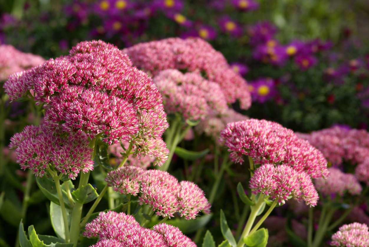 12 Best Fall Flowers to Plant Now, Gardeners Say — Best Life