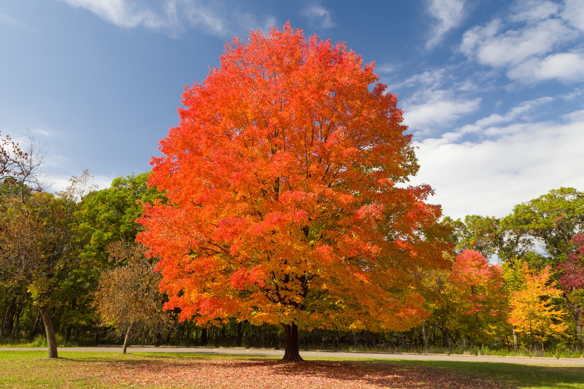 7 Best Fall Foliage Trees to Peep in Your Region — Best Life