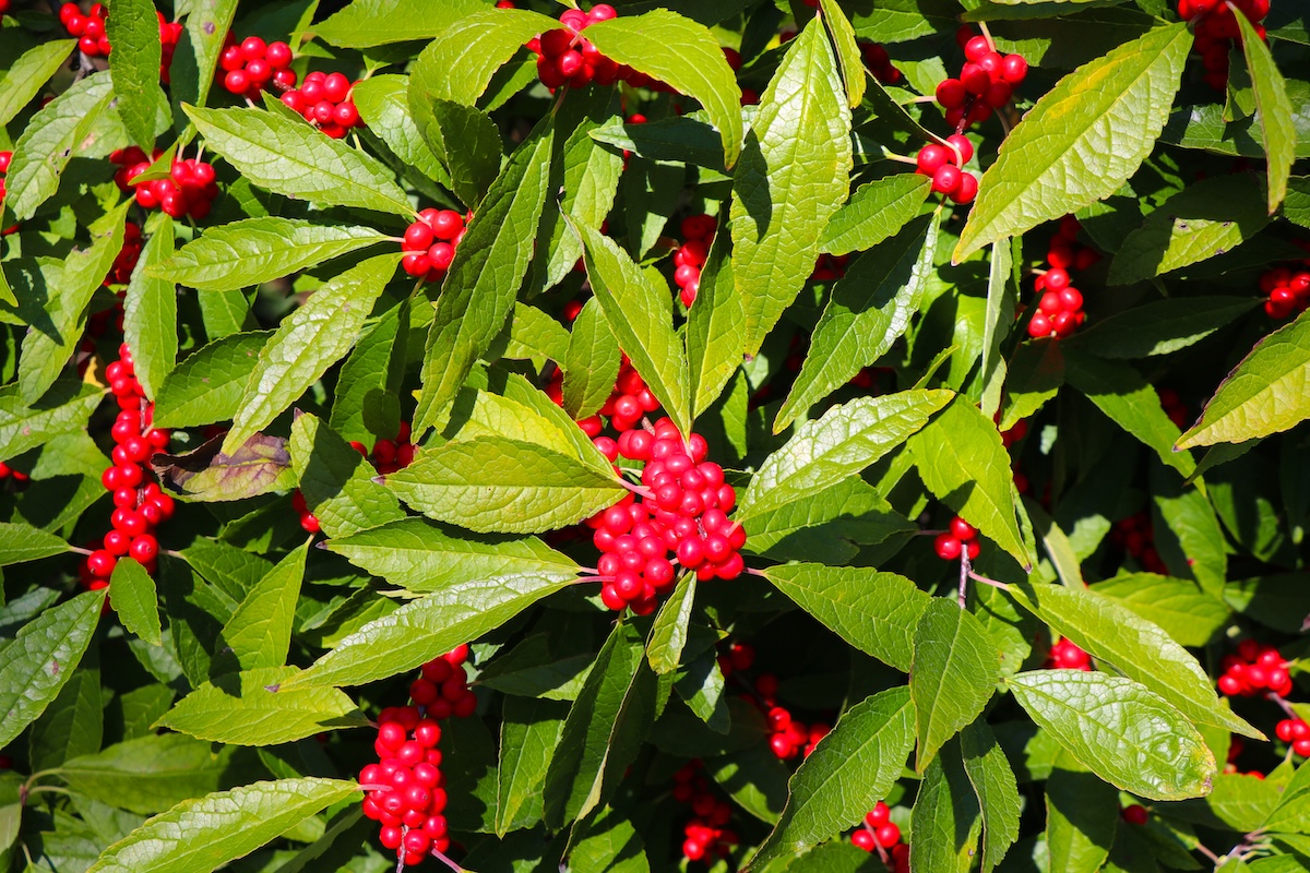 Plant Winterberry Holly This Fall for Beautiful Winter Color — Best Life